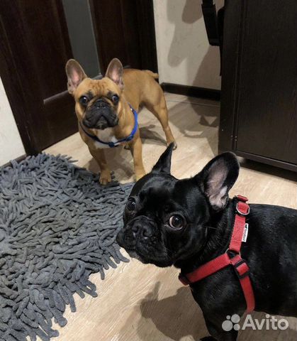 Французский будьдог щенки