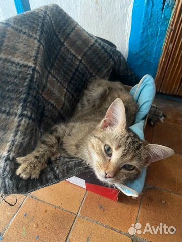 Котенок,которого выгоняют из подьезда