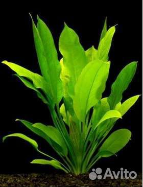 Эхинодорус блехери