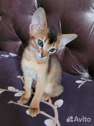 Абиссинский кот