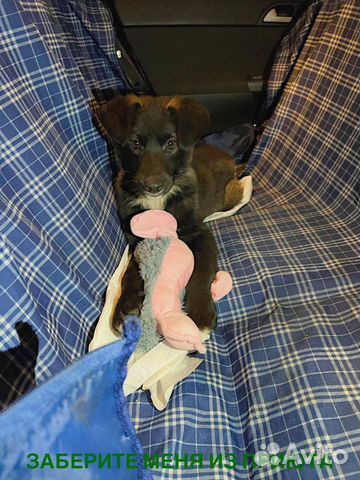 Щенок в добрые руки бесплатно