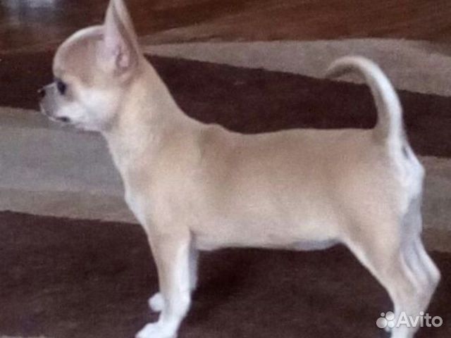 Чихуа девочку приобрету