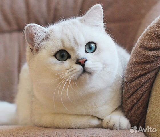 Кошка Лукерья