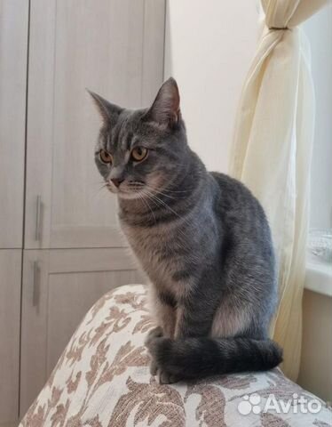 Красивая кошка Буся в поисках дома