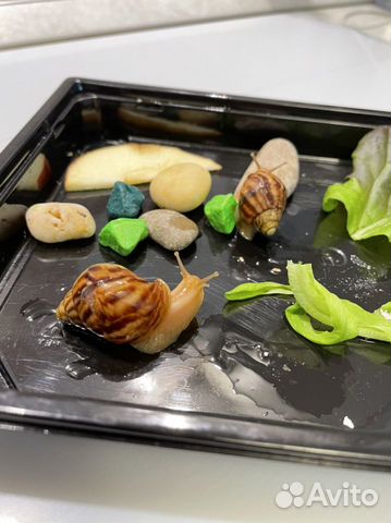 Улитки ахатины