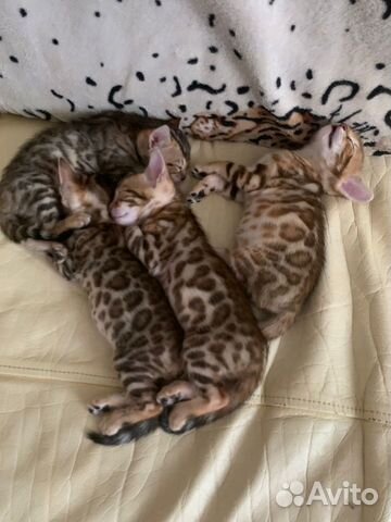 Бенгальские котята