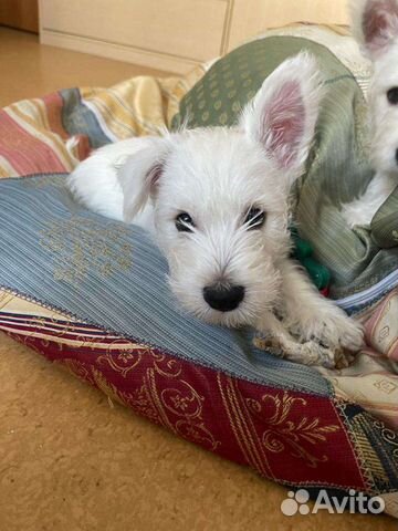 Вест хайленд вайт терьер