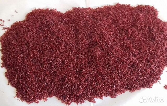 Мотыль кормовой