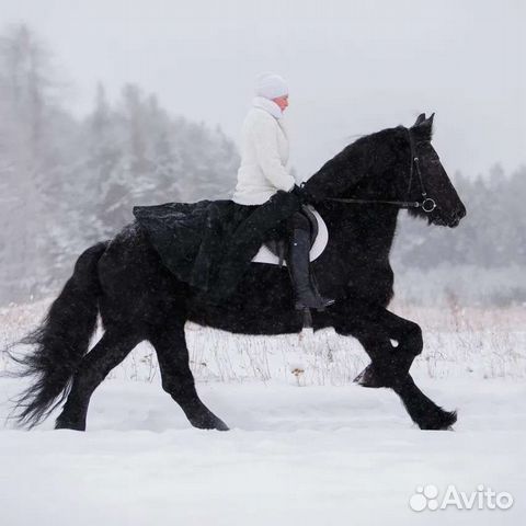 Фризская кобыла