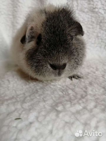 Морская свинка самочка