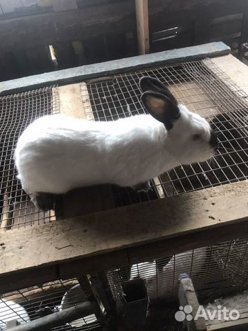 Колифорнийские кролики