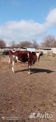 Стельная первотелка. Сементальская племенная пород