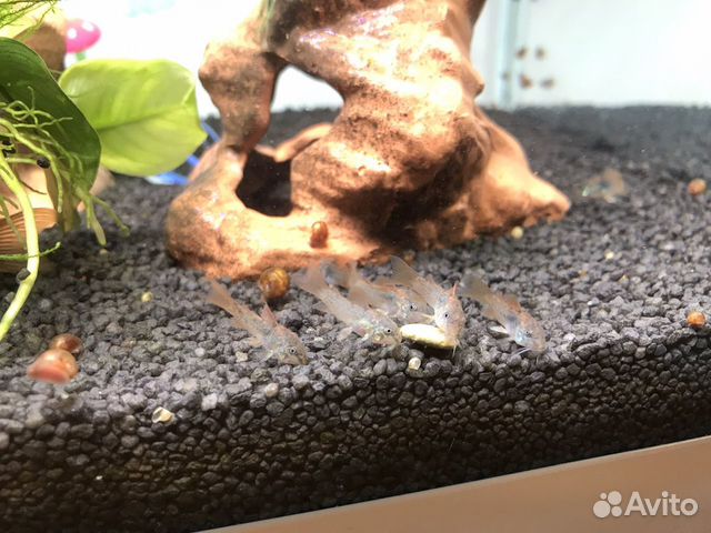 Мальки сомиков Corydoras aeneus