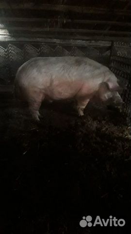 Хряк производитель 2 года