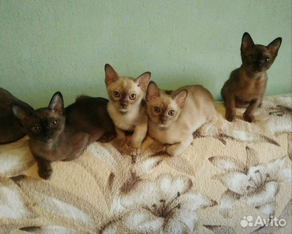 Шикарные Мальчуганы Европейской Бурмы