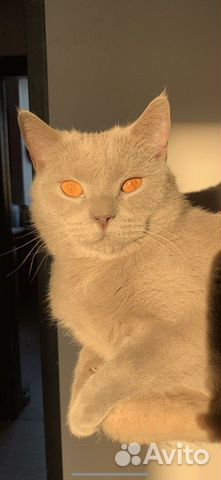 Кастрированный кот Британец