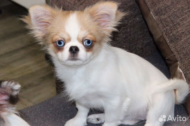 Единственная в мире