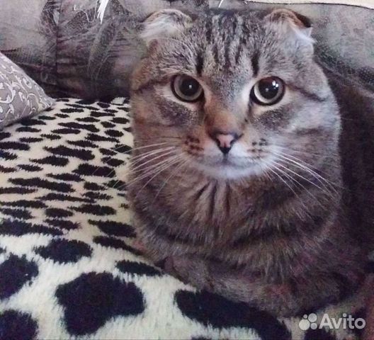Кот