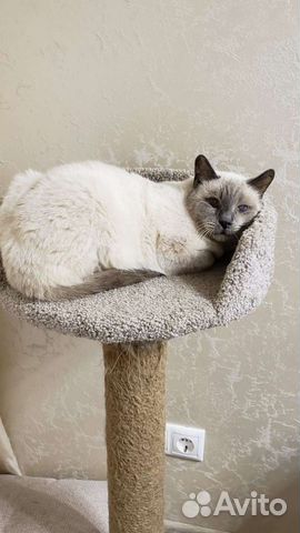 Кот