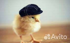 Цыплята домашние