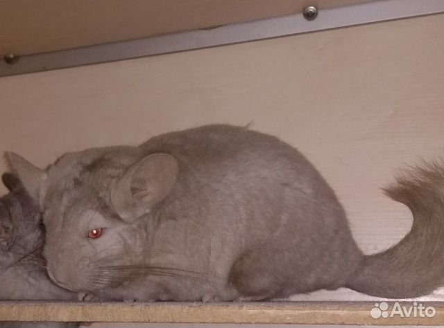 Гомобежевая пастель носительница ангоры дева,6мес