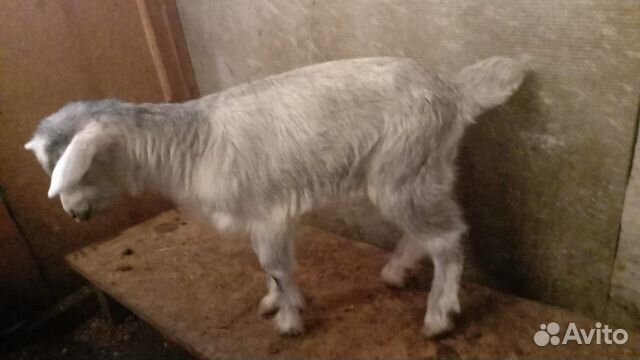 Альпийская козочка