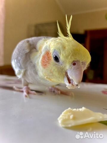 Попугай Корелла