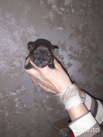 Щенки