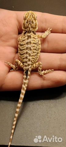 Бородатая агама