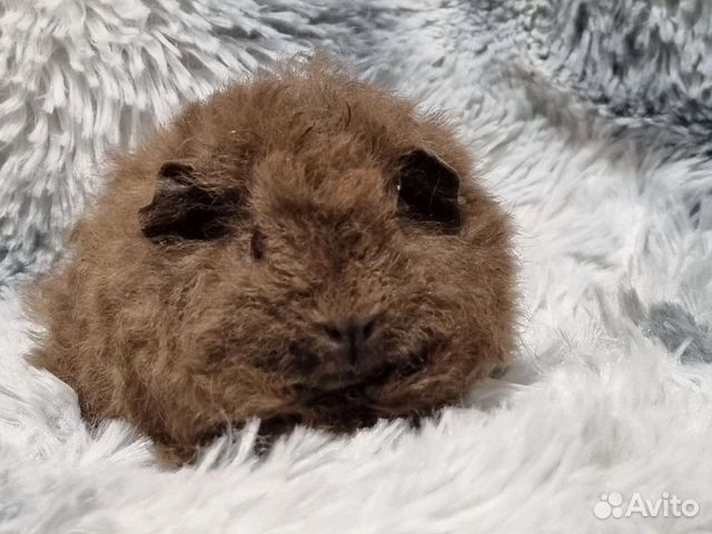 Морская свинка Альпака