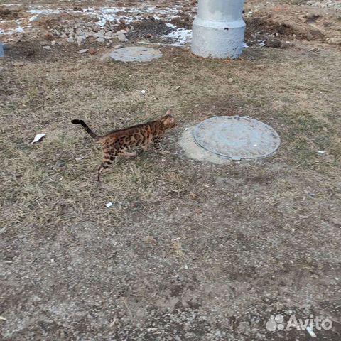 Бенгальская кошка нашли
