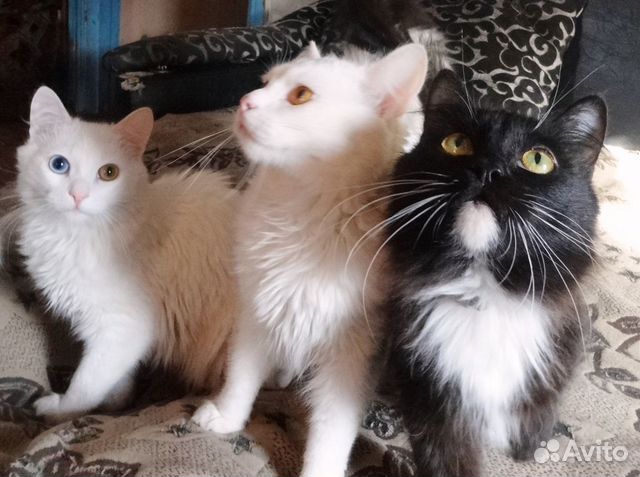 Подрощенные котики и кошечки