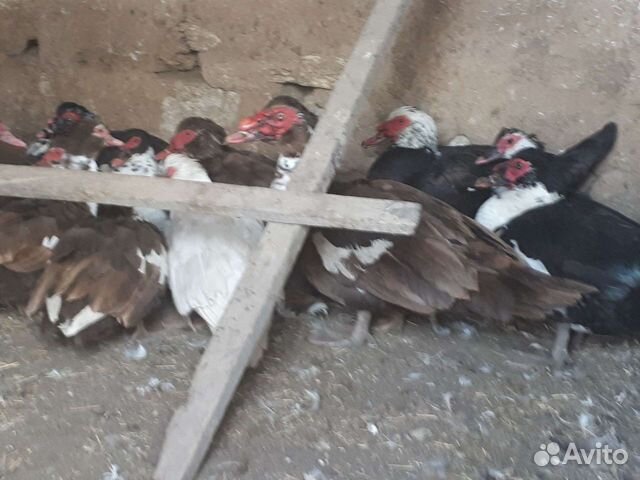 Индоутка мускусная утка