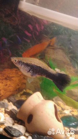 Рыбки меченосцы(мальки)