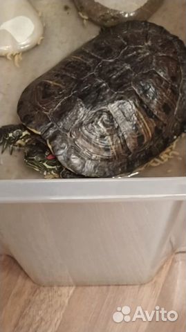 Красноухая черепаха в дар