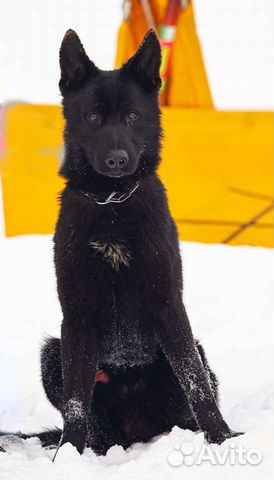 Щенок немецкой овчарки черный