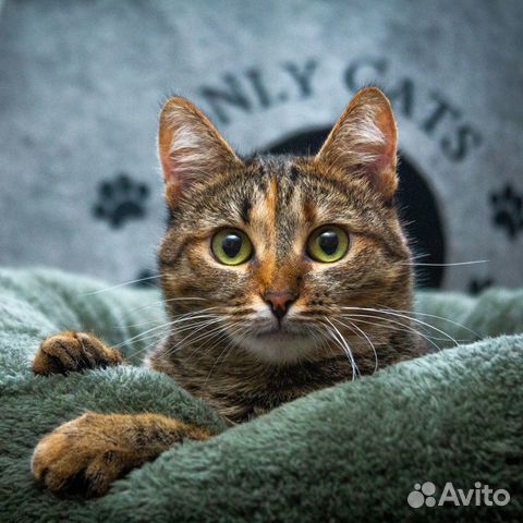 Кошечка Бусинка нежная булочка