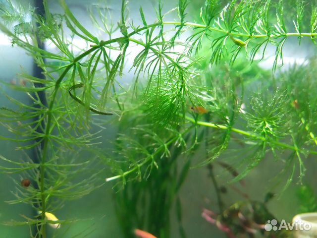 Меченосцы и аквариумное растение