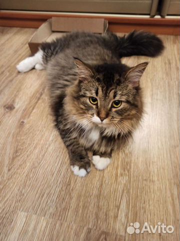 Кошки коты в добрые руки