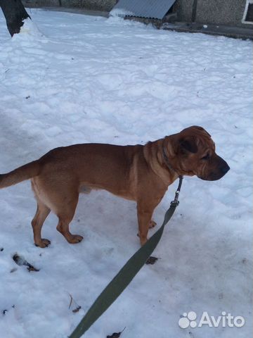 Мишка ищет передержку или сразу дом