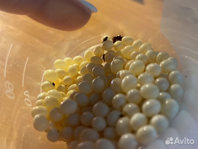 Улитки ахатины маленькие