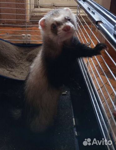 Хорек без клетки