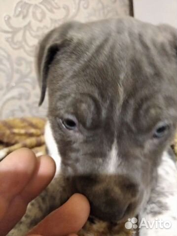 Американский стаффоширский терьер