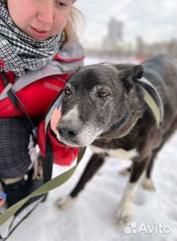 Собака инвалид ходит с трудом и мечтает выжить