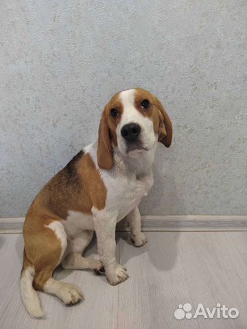 Бигль Бесплатно