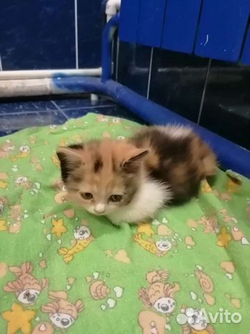 Котята шотландскии
