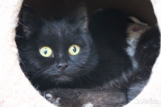 Кошки в добрые руки