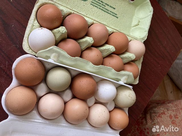 Инкубационное яйцо куриное несушки
