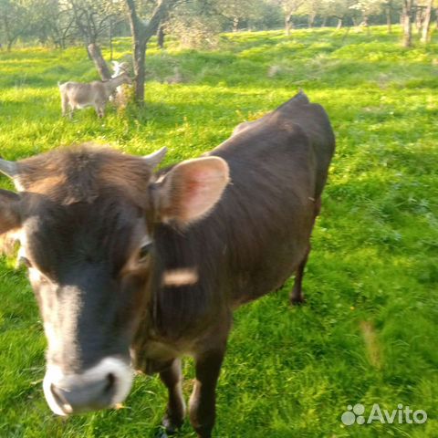 Корова красногорбатовская