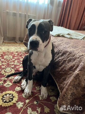 Стаффордширский терьер